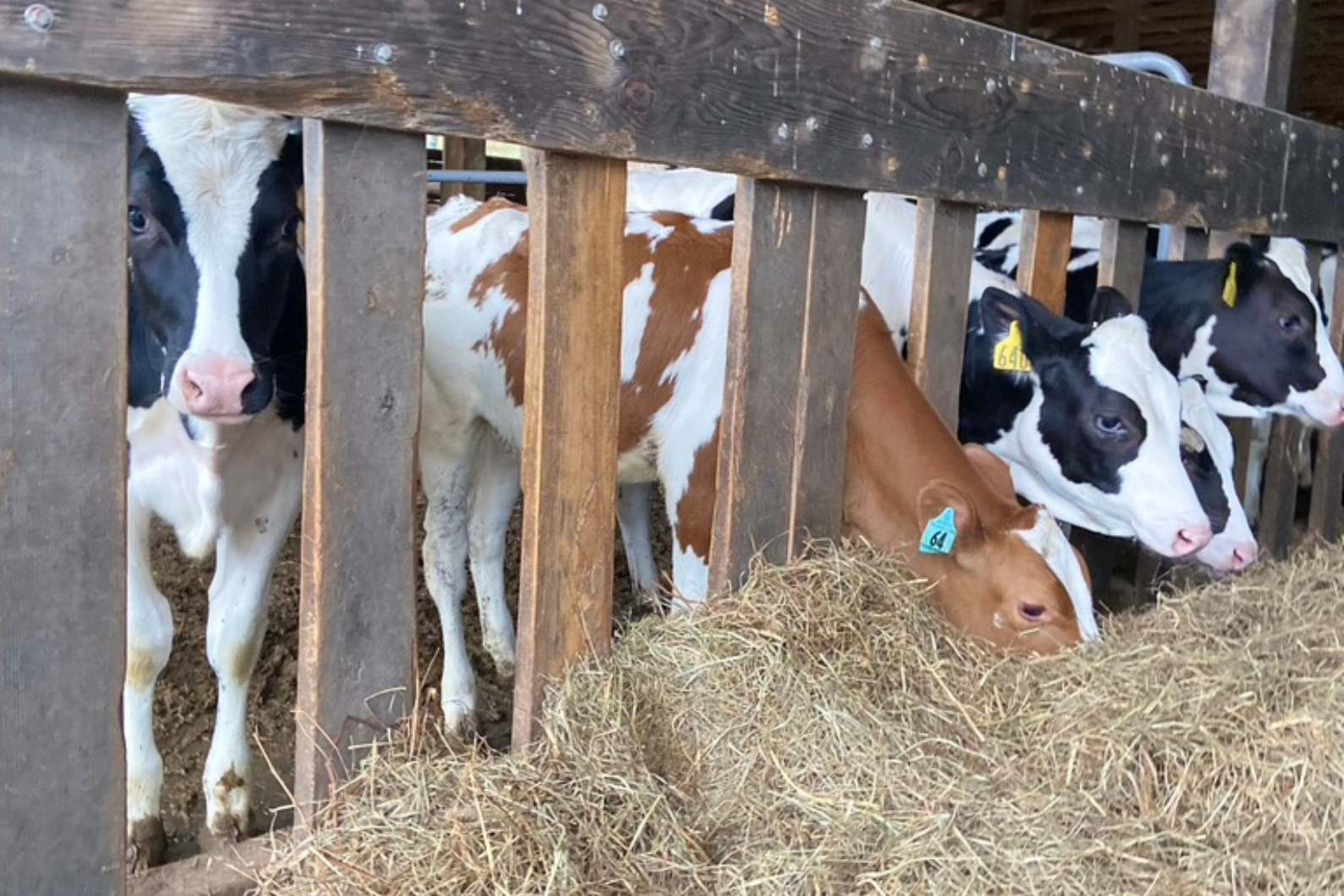 One Vermont Farm Chose Regenerative Farming And Created A Ripple Effect