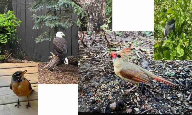 Join This Year's Christmas Bird Count!