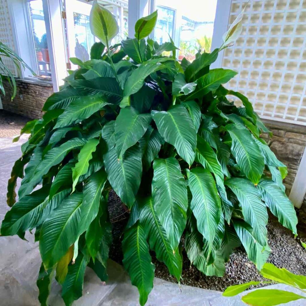 Indoor Plants Benefit Your Health and Mood