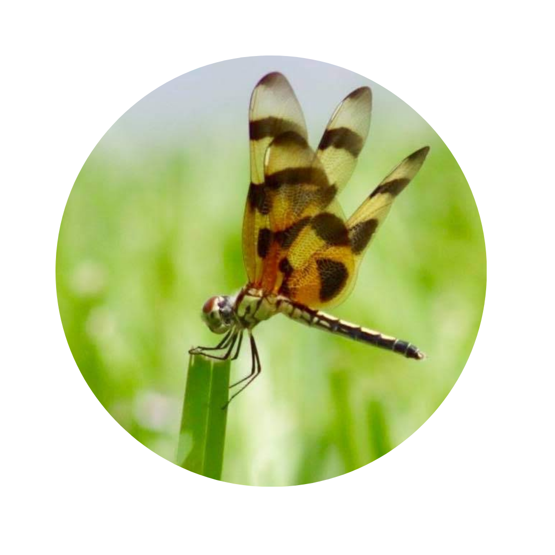 Earth Overshoot Day: What It Is and Why It Matters